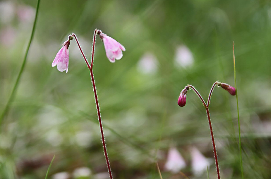 VANAMO - Maija Puoskari